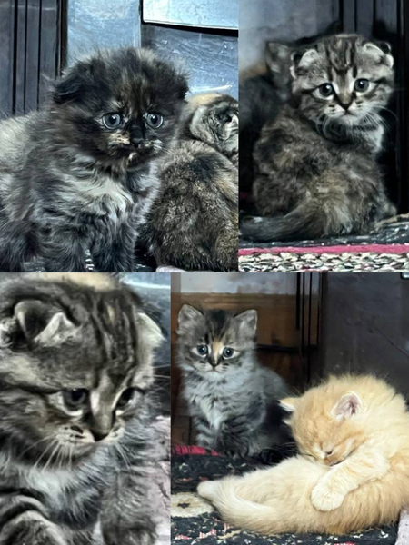 Котята/mushukchalar