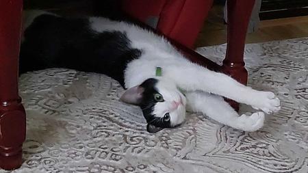 Отдается в добрые руки кошечка