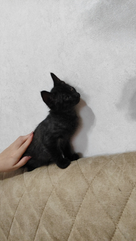 Котята ласковые и миленькие