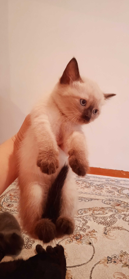 Сиамский котенок девочка