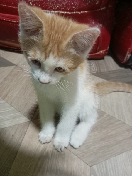 Отдам котенка в добрые руки