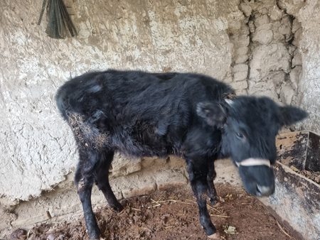 Buzoq urg'ochi Gertruda