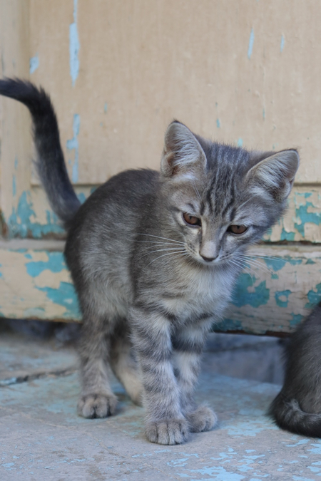 Котенок в добрые руки!