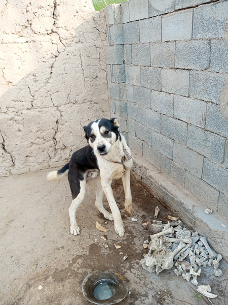 oloboy zottor it sotiladi