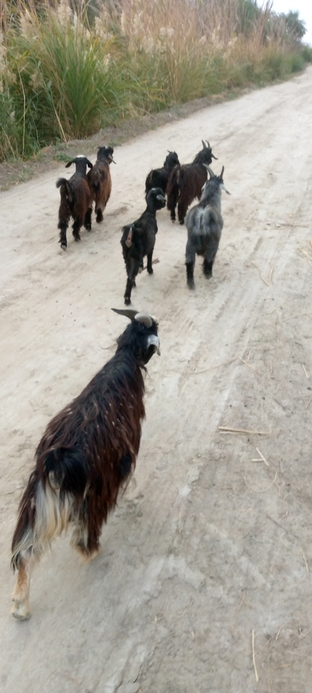 6loqlar sotiladi