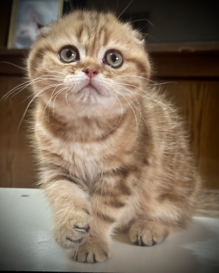Скоттиш фолд.Мальчик