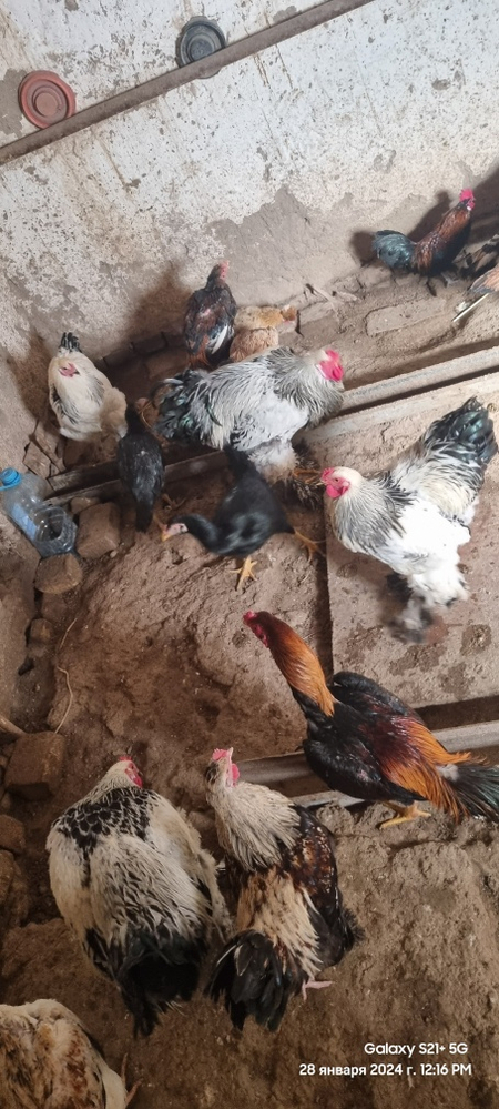 Brama endi chaqirgan xòrozla aniq zot