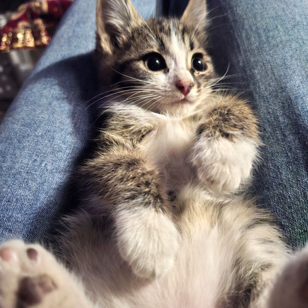 Кошка отдаем бесплатные