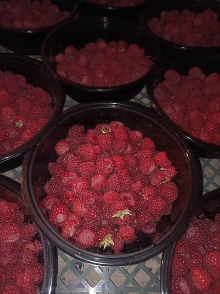 Malina.smarodina bor
