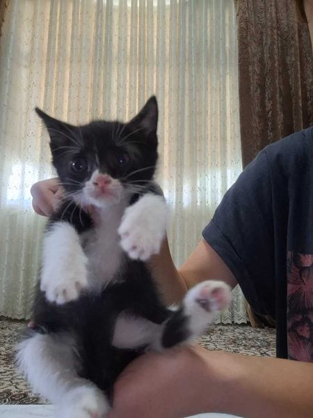 Отдам котят бесплатно