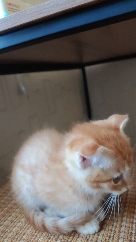 Mushukchalar. Котёнки маленькие