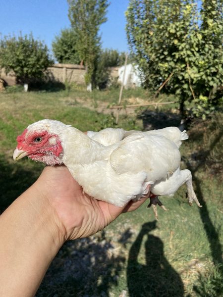 Ko shamo sotiladi 1+2 privaznoy tozalari