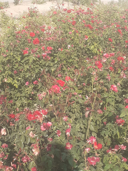 Chorni kochatla sotiladi