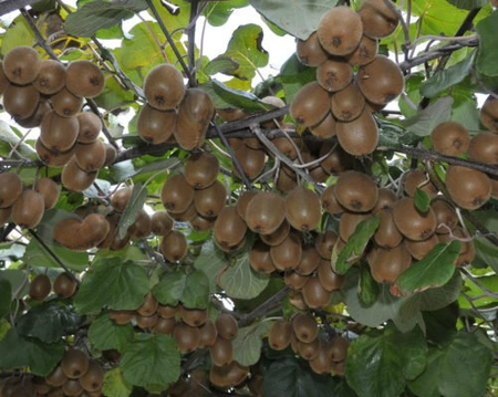 Продаются саженцы киви