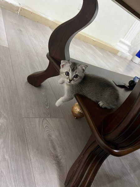 Вислоухие котята 2 мальчика