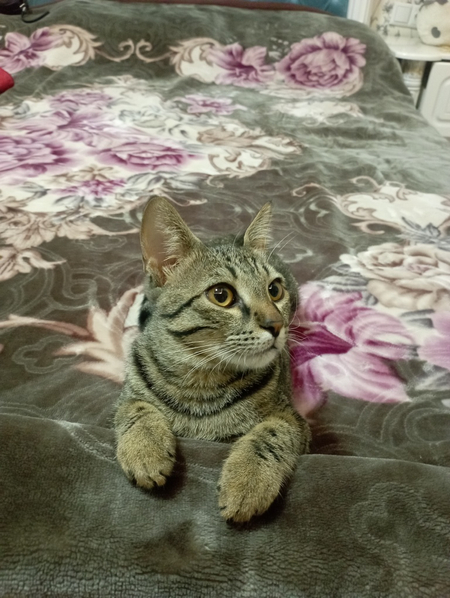Bengal mushuk sotiladi