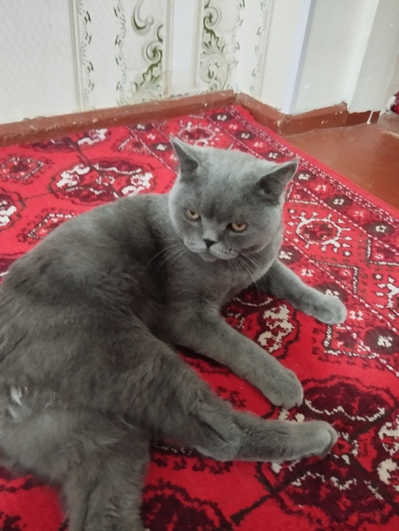 Котик Виязкага эркак