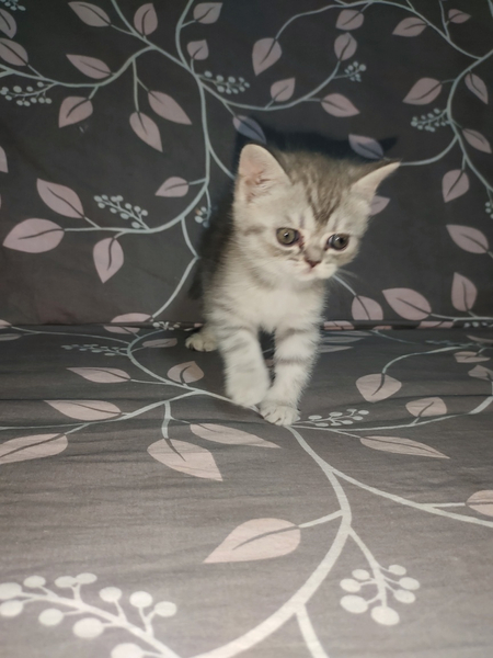 Котята пародистые
