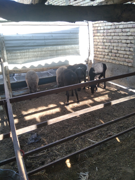 Кучкорлар сотилади