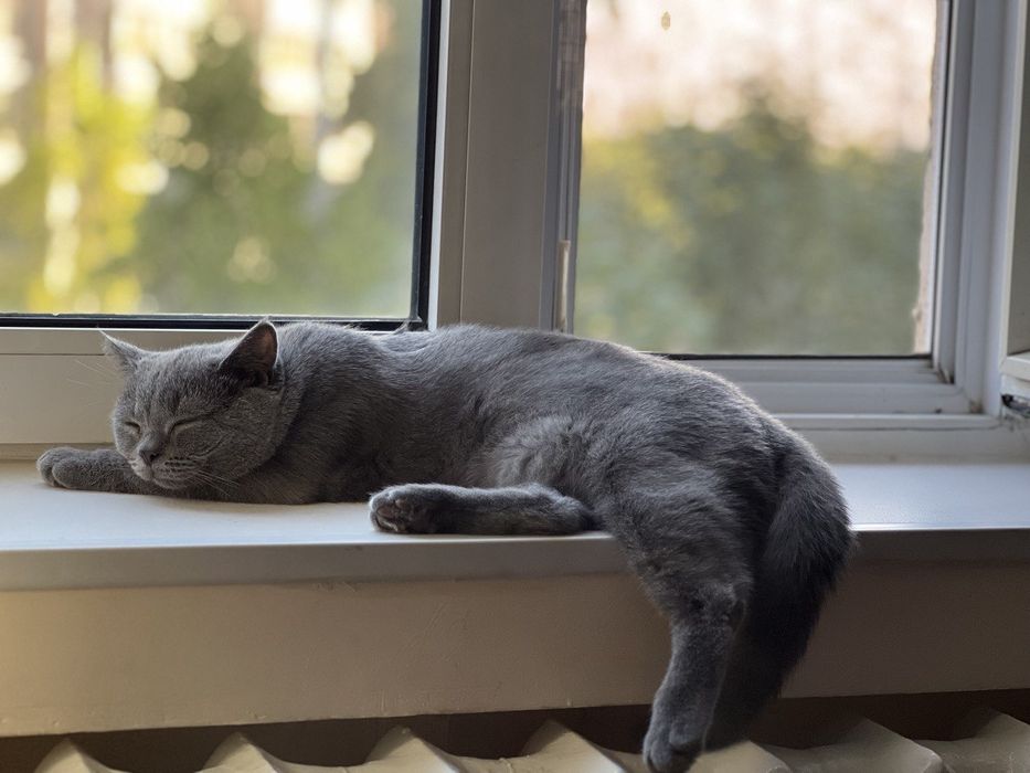 Кот шотландский стрейт