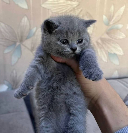 Scottish fold 1.5 месячный котенок