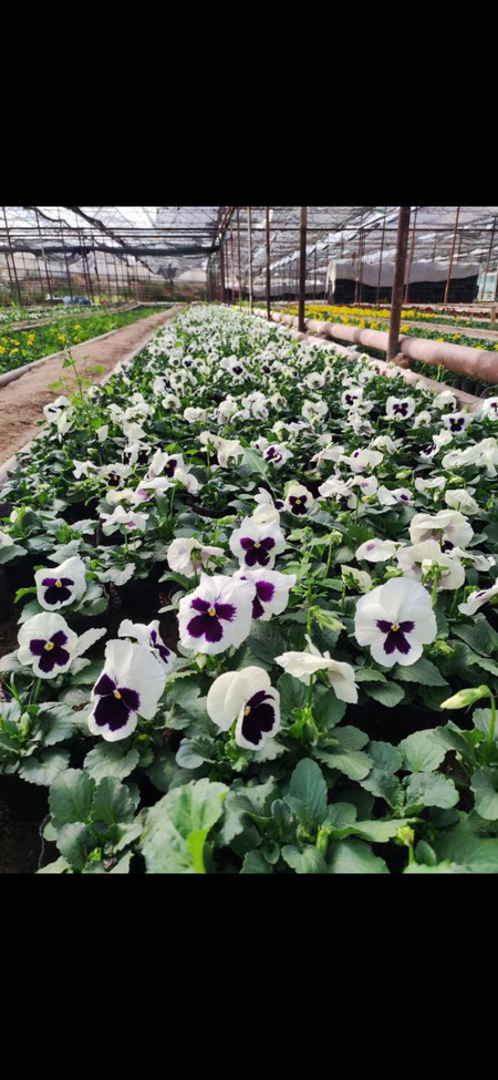 Viola gullarimiza