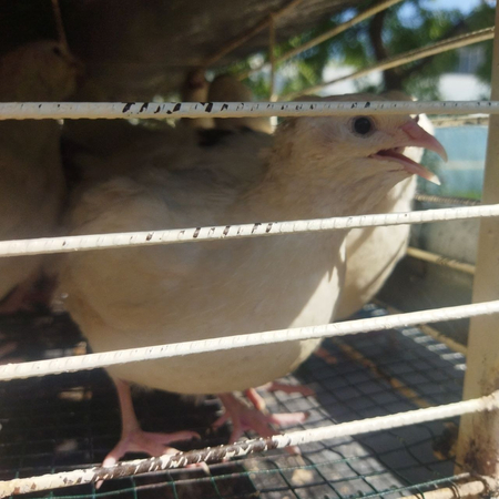 Bedana sotiladi ekaklari