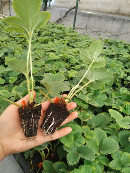 Qulupnay solhyang