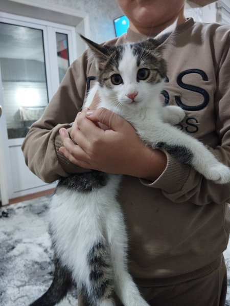 Котенок 3 месячный.мальчик.