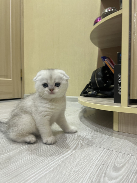 Шотланский Скоттиш Фолд! Серебро Шиншилла!
