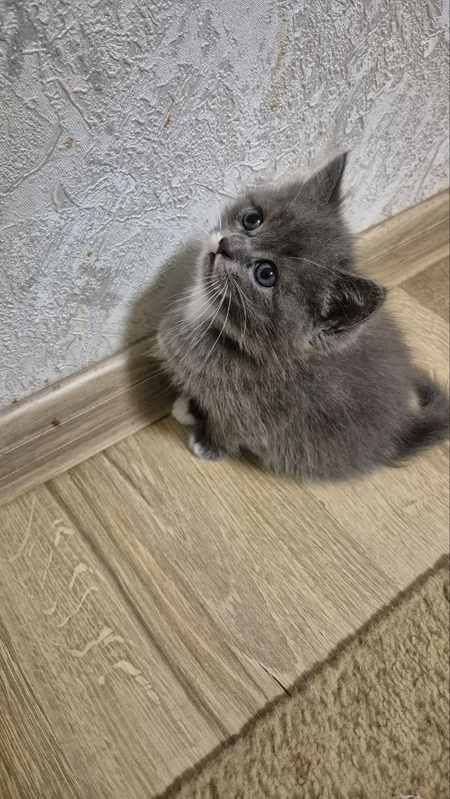 Отдаём котят в хорошие руки