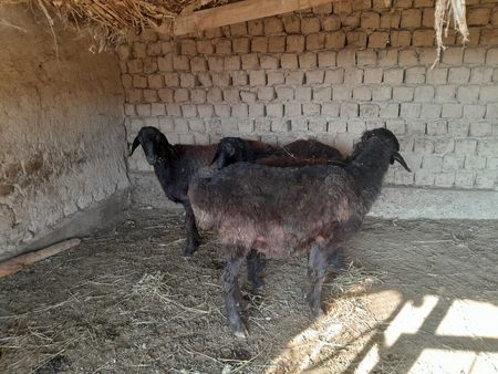 Ikkita sovliq ikkita qochqor sotiladi