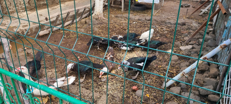 Òrdaklar katta zotli