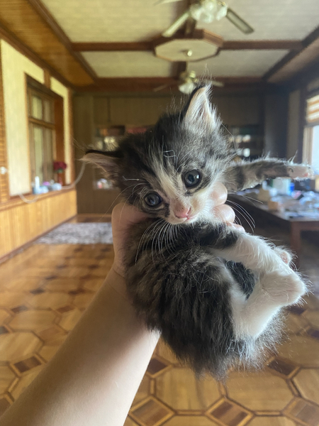 Котята 1.5 месяца