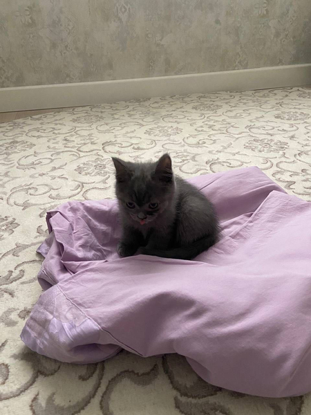 Продаётся кошка.