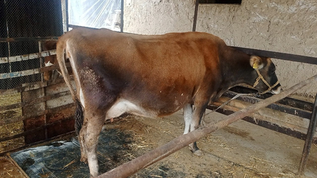 Mollar sotiladi qziqqanlar uchun yogʻli va sfatli sutga ega