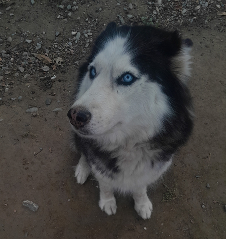 Xaski parodasi (Olachipor)