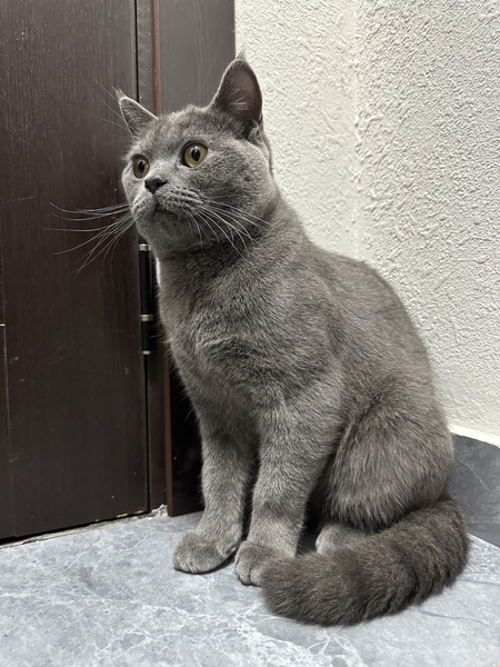 Кот на вязку