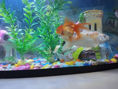 Akvarium baliqlar