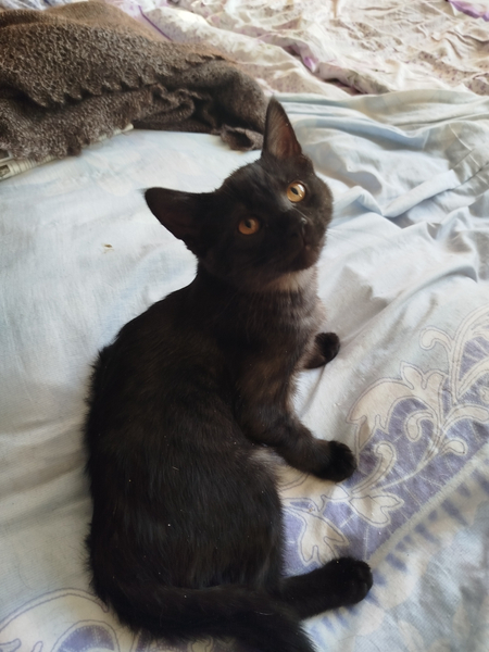 Отдам кота в хорошие руки