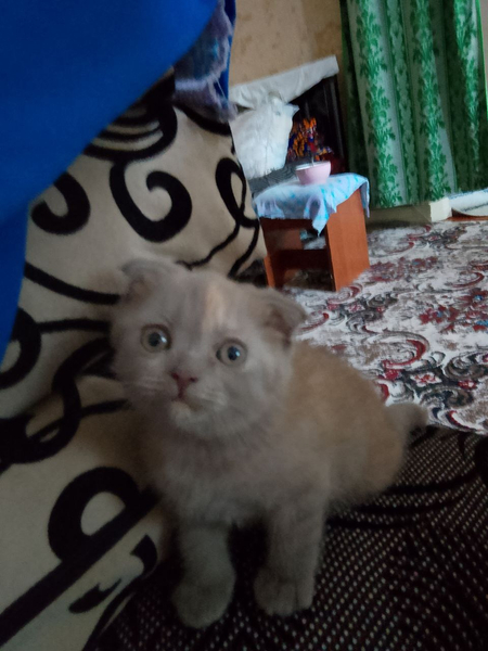 Котята Скоттиш фолды