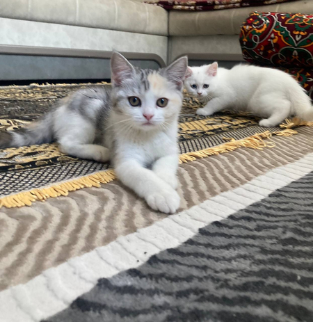 Котенки Скоттиш страйт