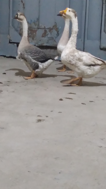 G'oz  3ta 1 erkak 2 ayol