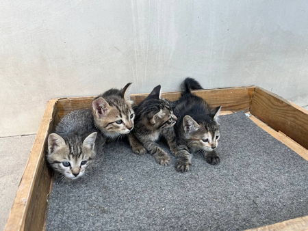 Отдам котят в хорошие руки