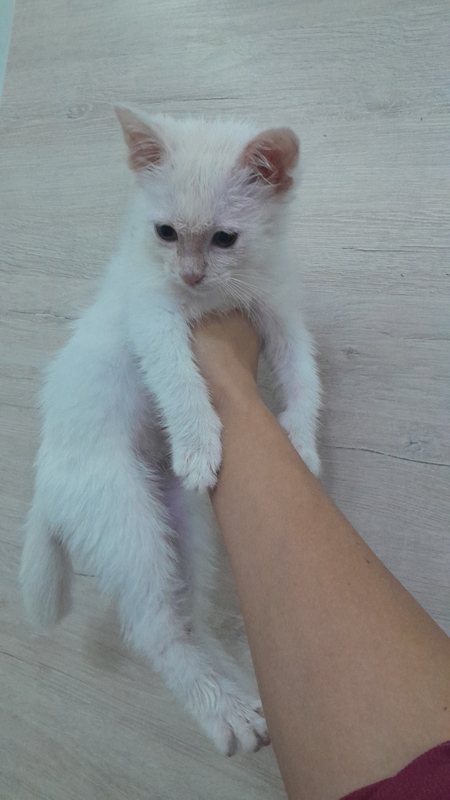 Котёнок беленький мальчик