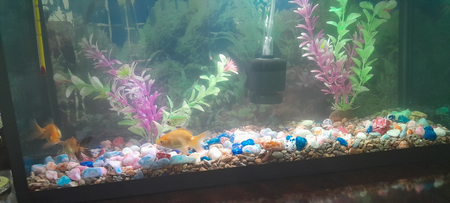 30 litrli akvarium kamplekt