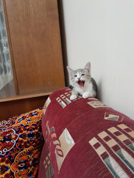 Отдам котёнка в хорошие руки