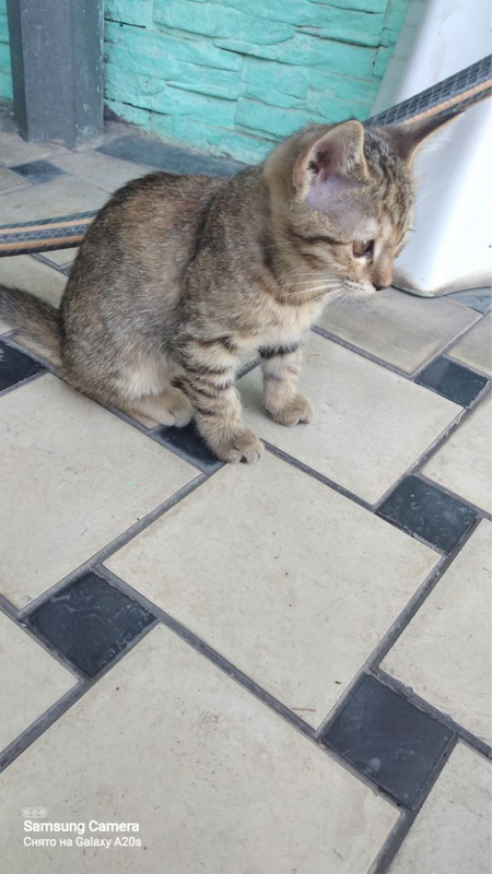 Отдадим даром кошку