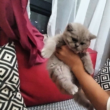 Новогодние чудо! Котята 2 мес Скоттиш Страйтики!