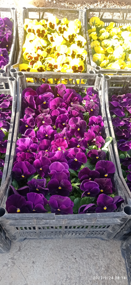 Viola gullarimiza